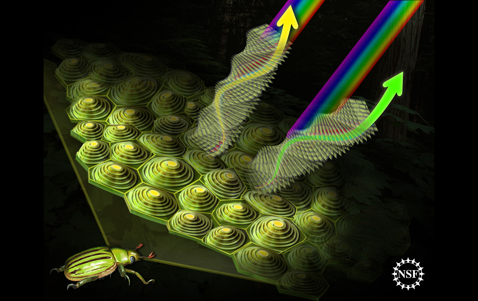 Iridescent beetle coat acts like liquid crystal – Level Five Graphics